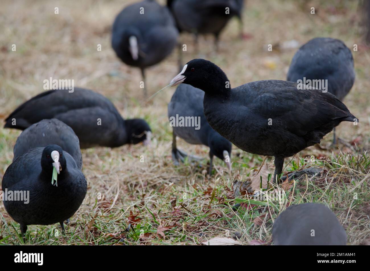 Eurasian coots Fulica atra eating grass. Lake Kawaguchi. Yamanashi ...
