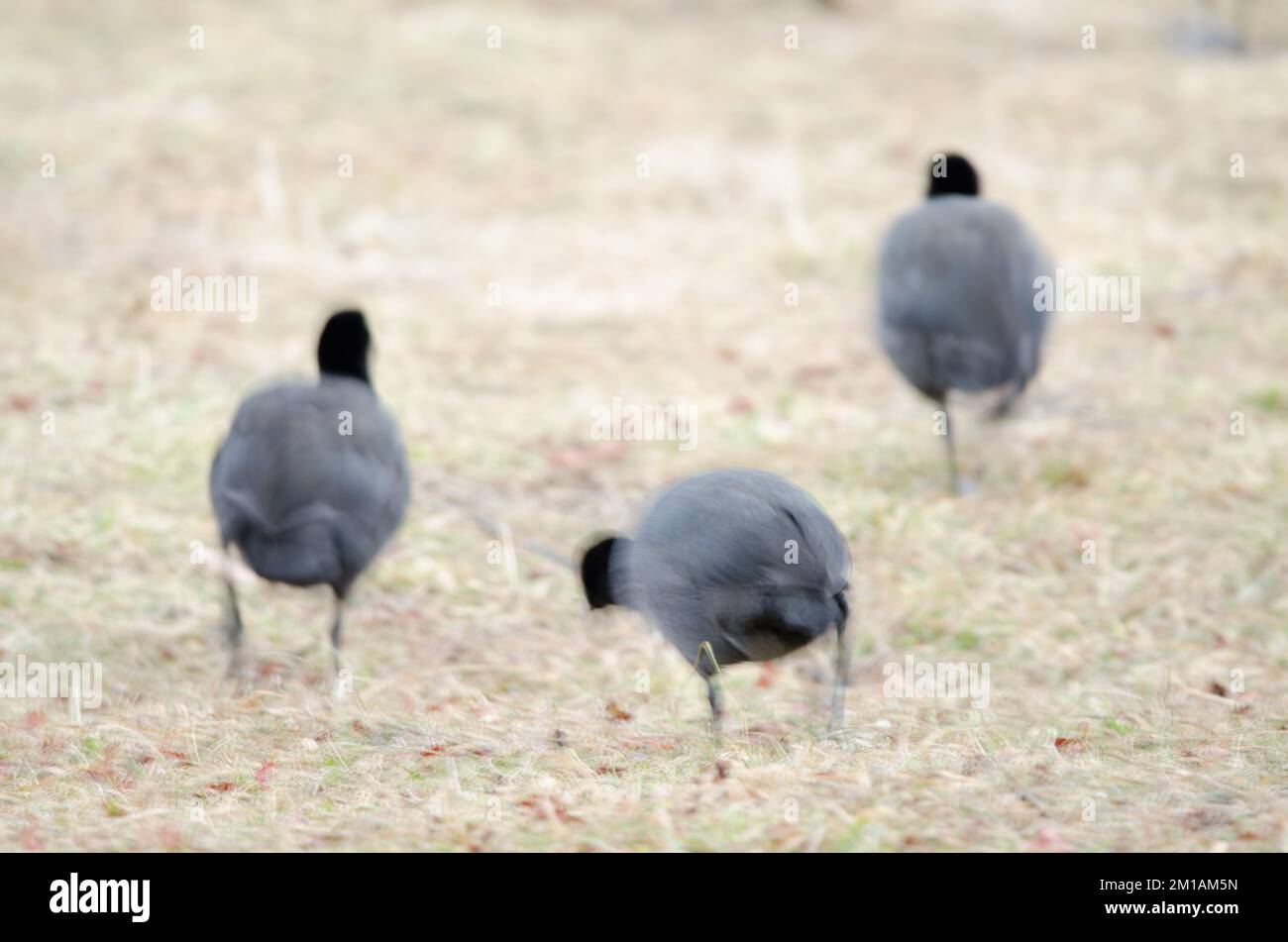 Eurasian coots Fulica atra walking. Picture blur to suggest movement ...