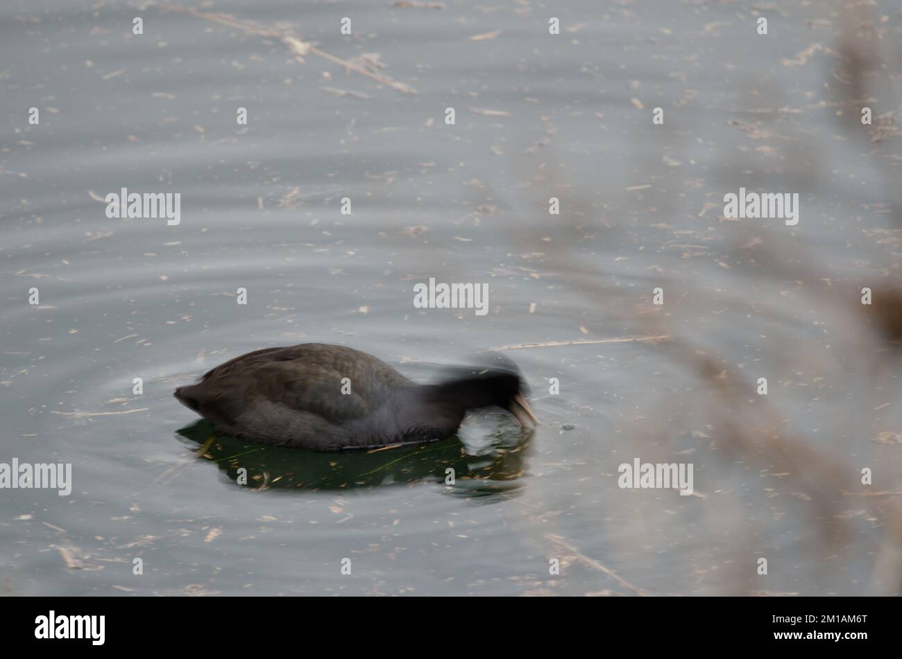 Eurasian coot Fulica atra feeding. Picture blur to suggest movement ...