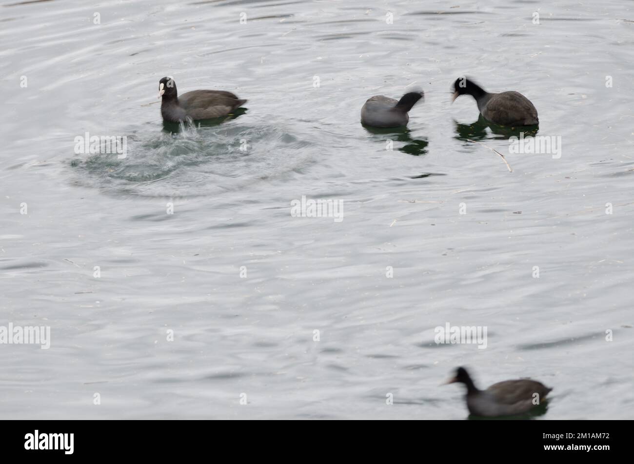 Eurasian coots Fulica atra. Lake Kawaguchi. Yamanashi Prefecture. Fuji ...