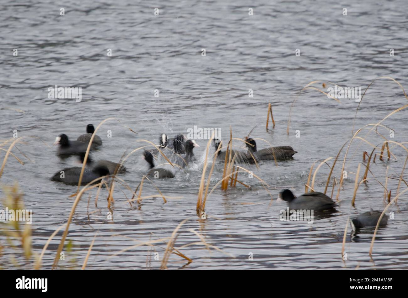 Flock of Eurasian coots Fulica atra splashing in the water. Lake ...