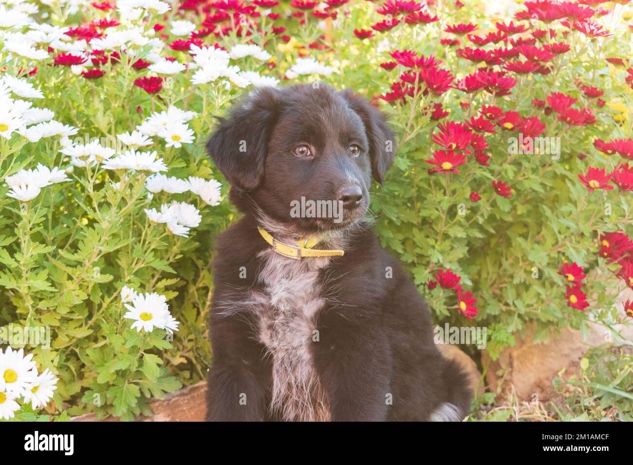 Beautiful Little Puppy Outdoors Stock Photo - Alamy
