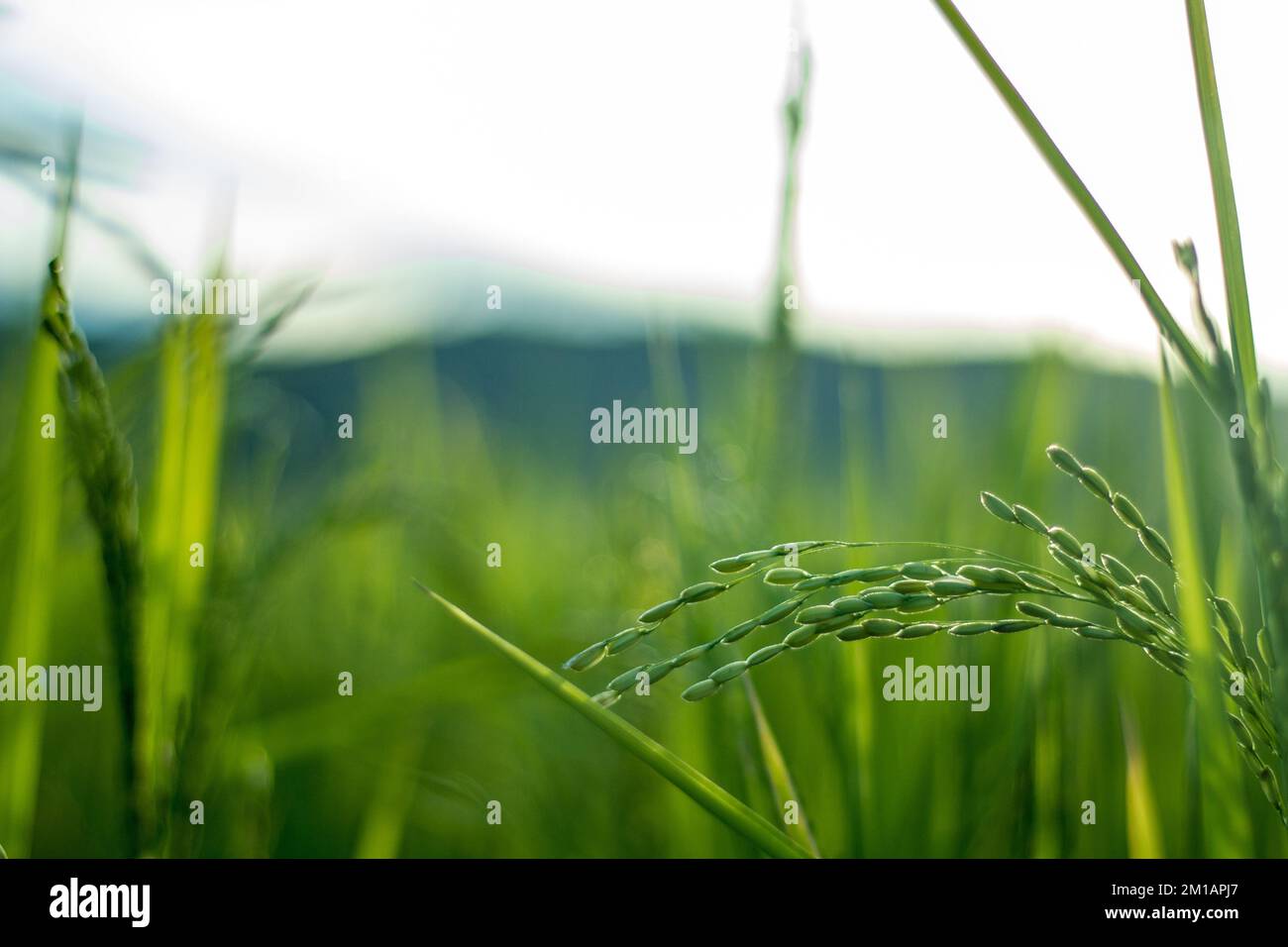 A closeup shot of bright green rice plants growing on a field Stock ...