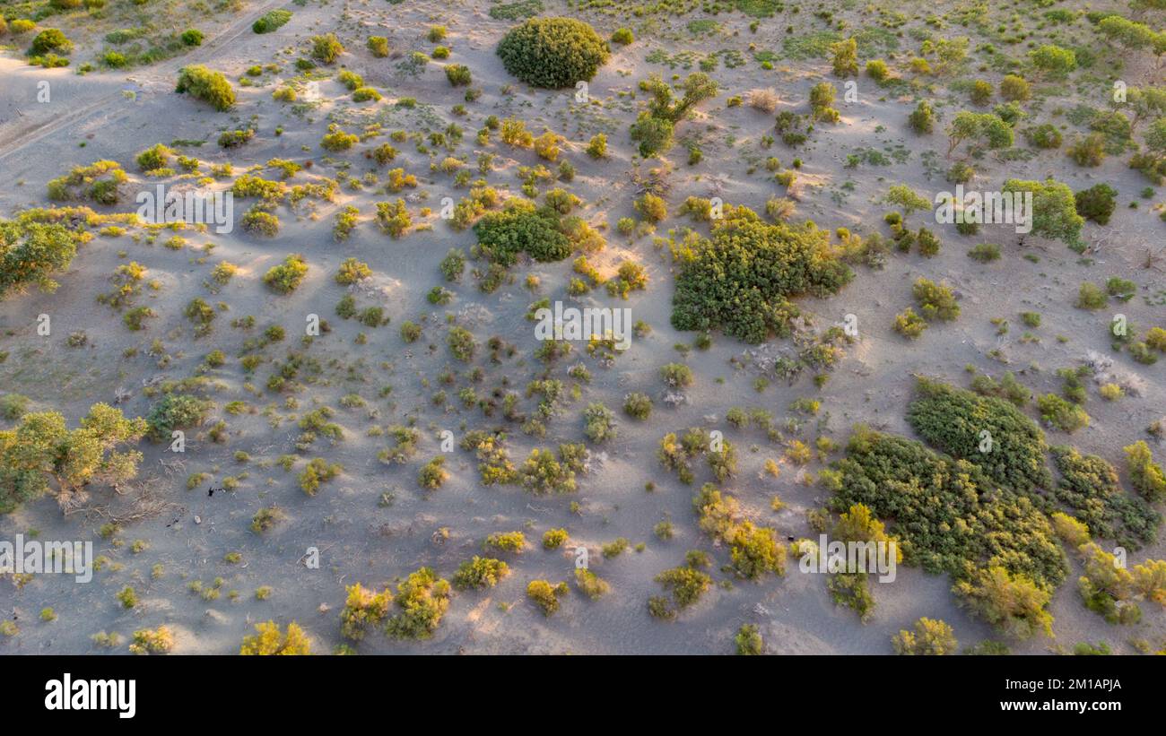 An aerial view of a sandy landscape with plants Stock Photo - Alamy