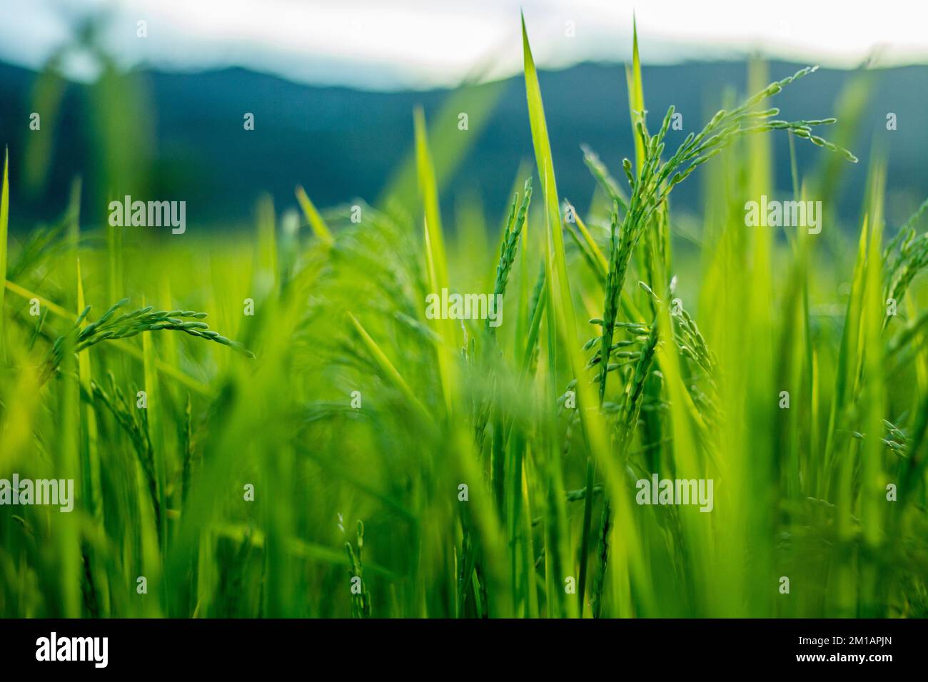 A closeup shot of bright green rice plants growing on a field Stock ...