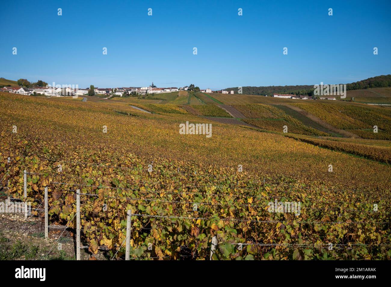 Colorful autumn landscape with yellow grand cru chardonnay vineyards in ...