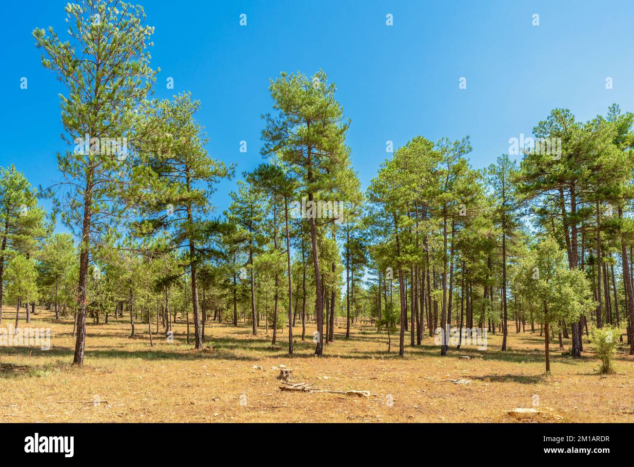 Pine tree in landscape hi-res stock photography and images - Alamy