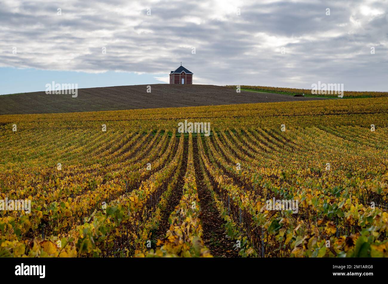 Colorful autumn landscape with yellow grand cru chardonnay vineyards in ...