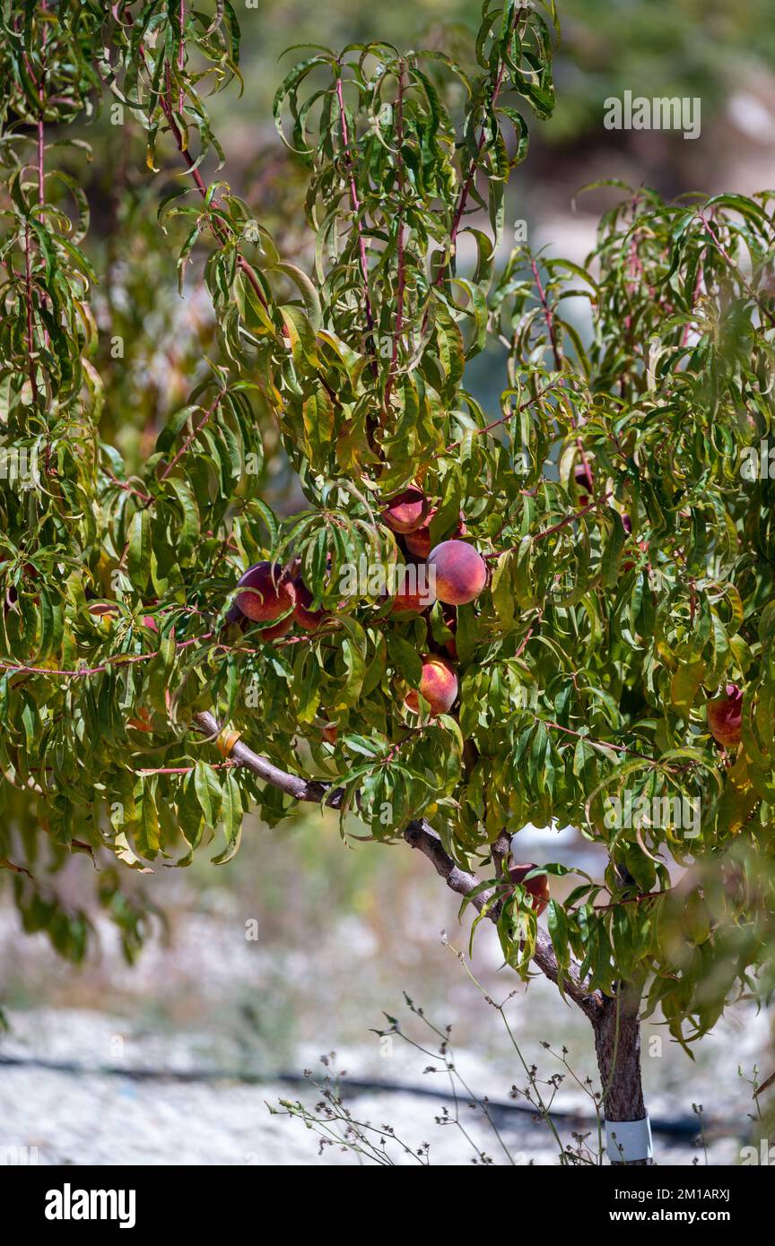 Fruit orchard on Cyprus with plantation of peach trees with big ripe ...