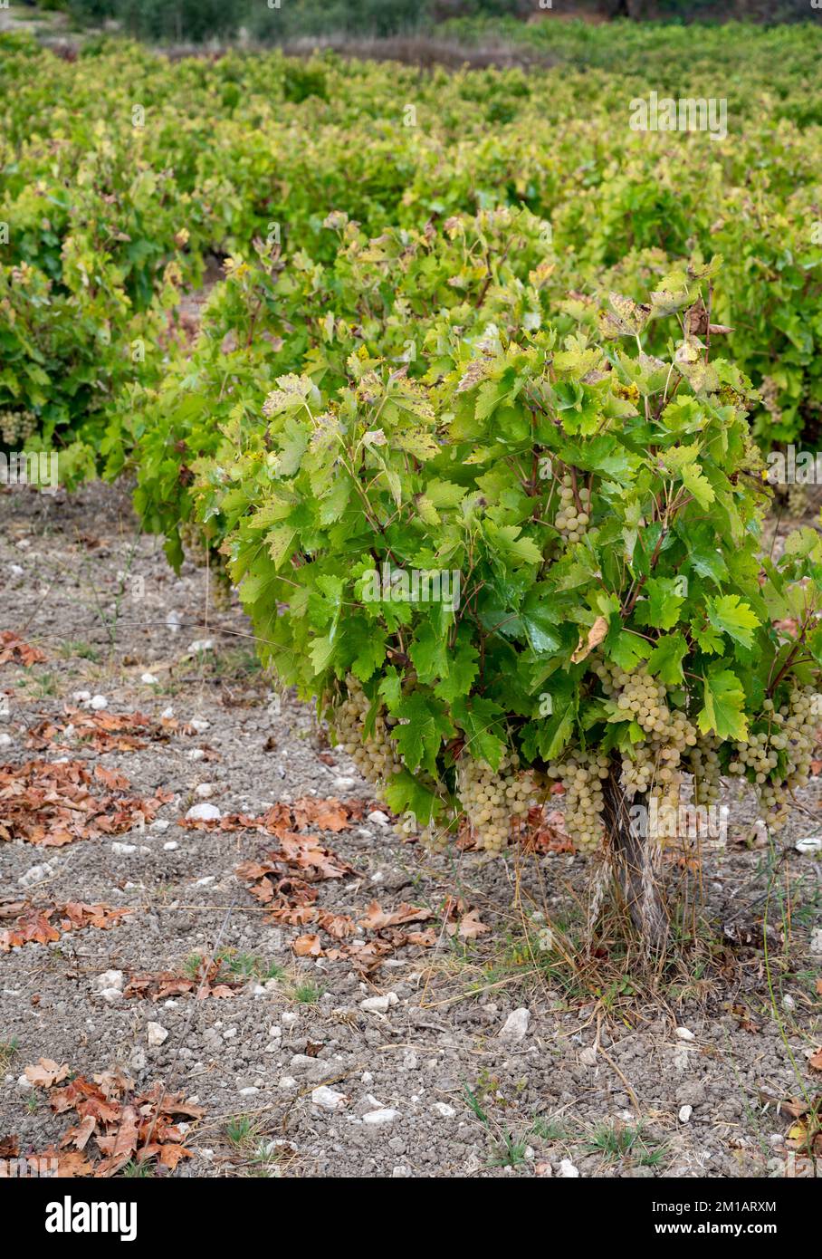 Mavro grapes hi-res stock photography and images - Alamy