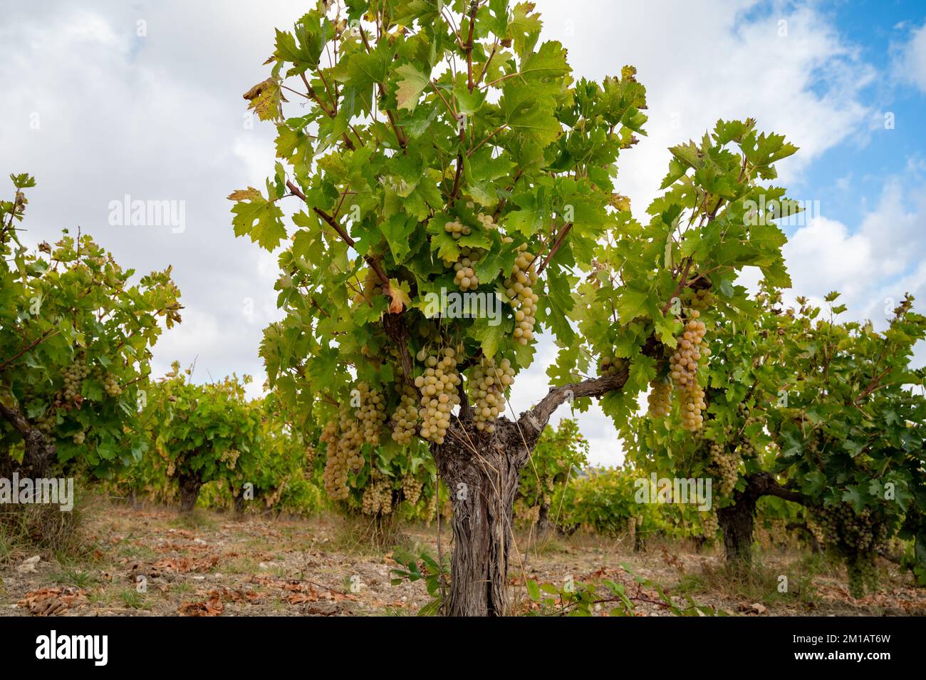 Mavro grapes hi-res stock photography and images - Alamy