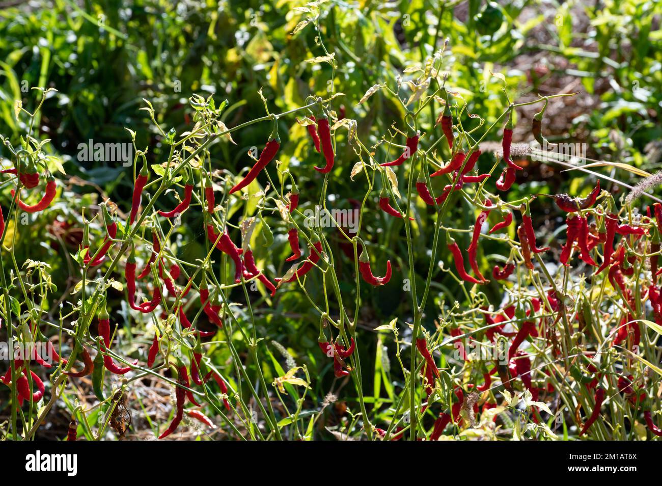 Farm field with ripe red hot chili peppers, ready to harvest ...
