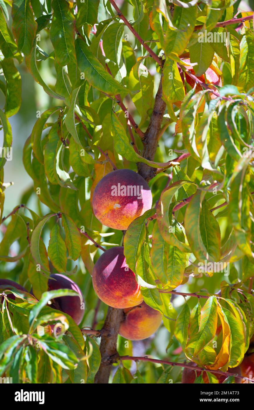 Fruit orchard on Cyprus with plantation of peach trees with big ripe ...