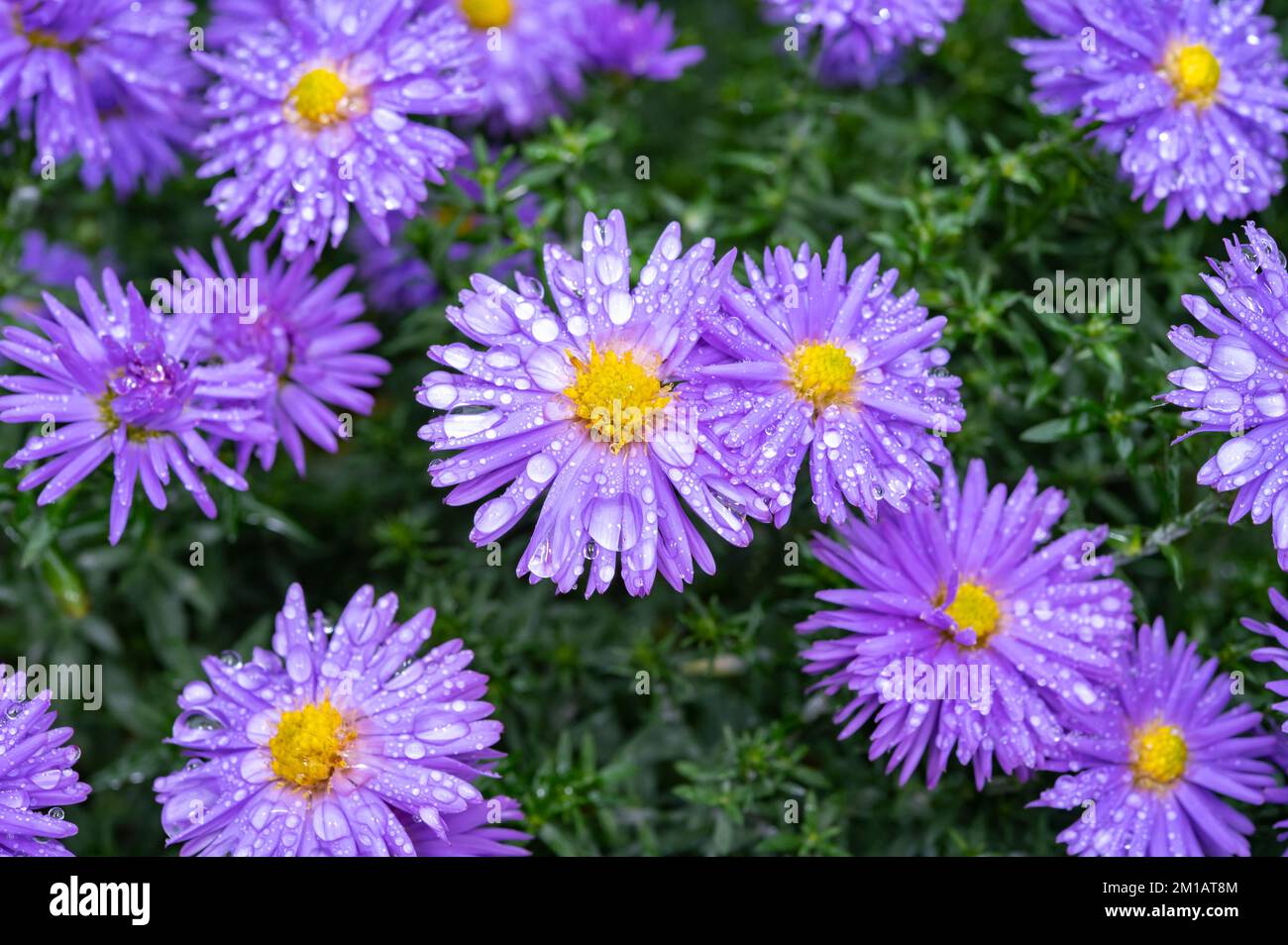 Small white aster symphyotrichum hi-res stock photography and images ...