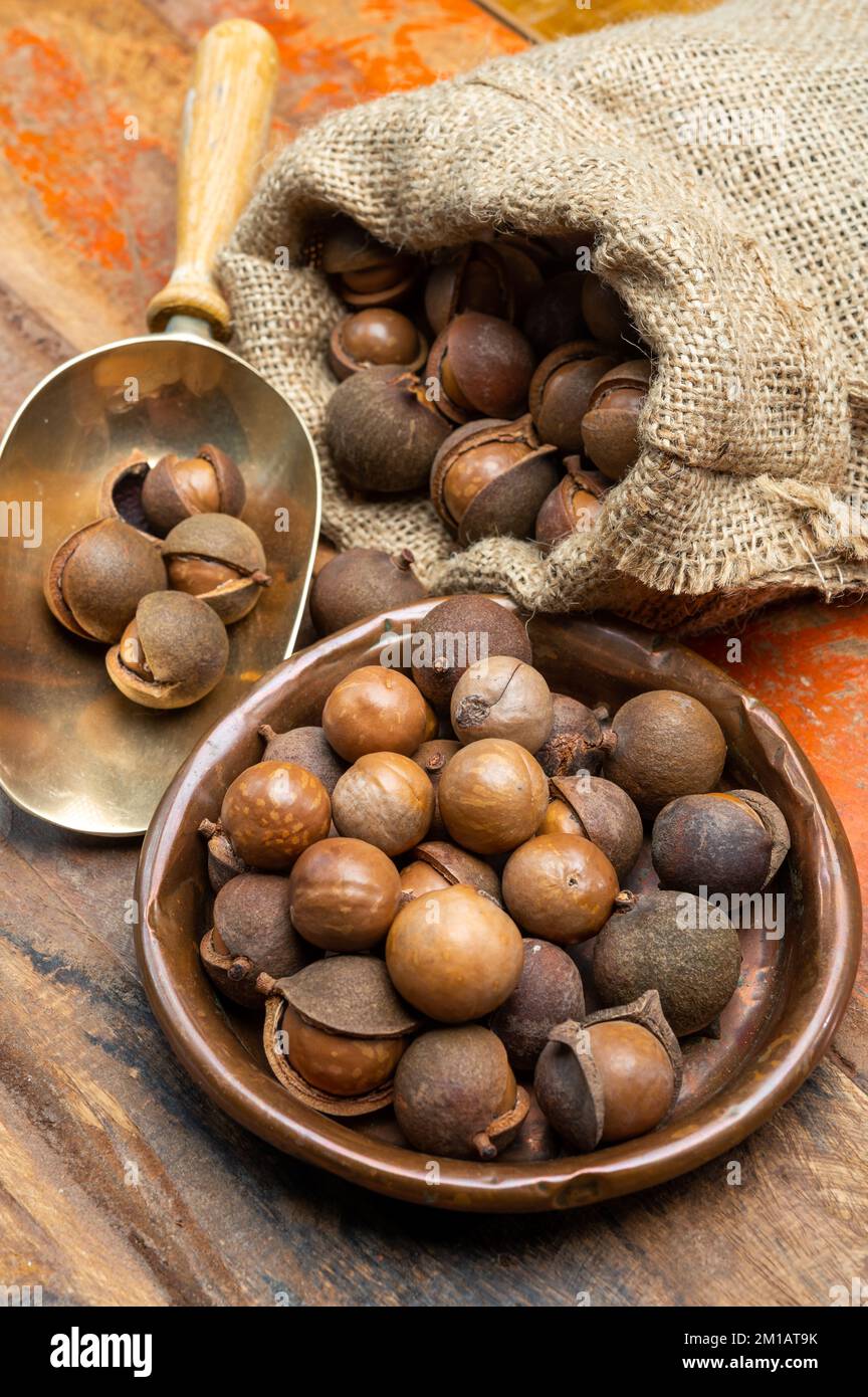 New harvest of ripe fresh Australian macadamia nuts in shell with ...