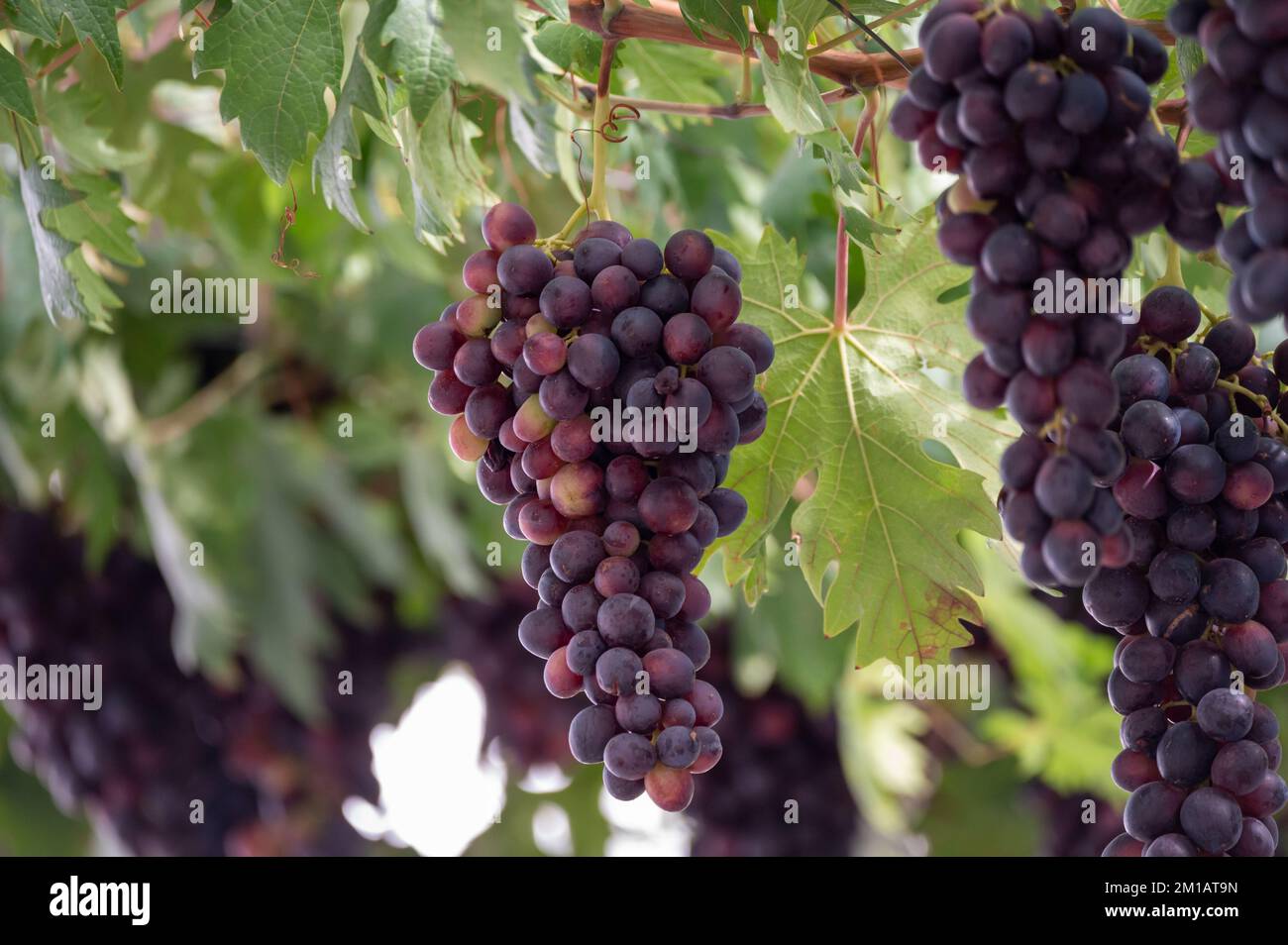 Bunches of puprle blue ripening table grapes berries hanging down from ...