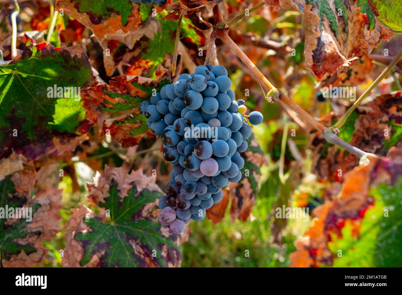 Mavro black grapes hi-res stock photography and images - Alamy