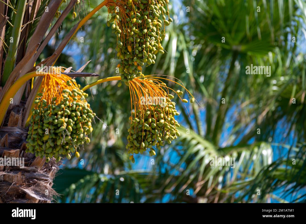 Date palm trees with fruits and blue sea on background Stock Photo - Alamy