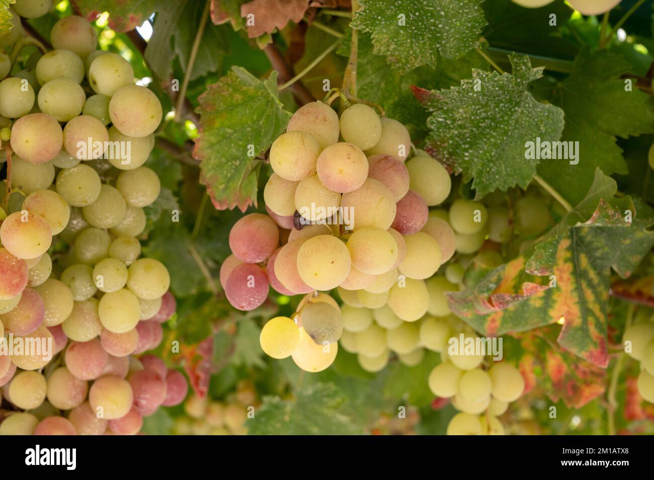 Bunches of pink ripening table grapes berries hanging down from pergola ...