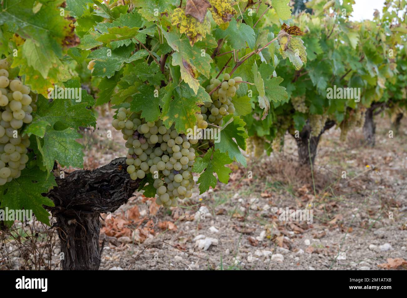 Mavro grapes hi-res stock photography and images - Alamy
