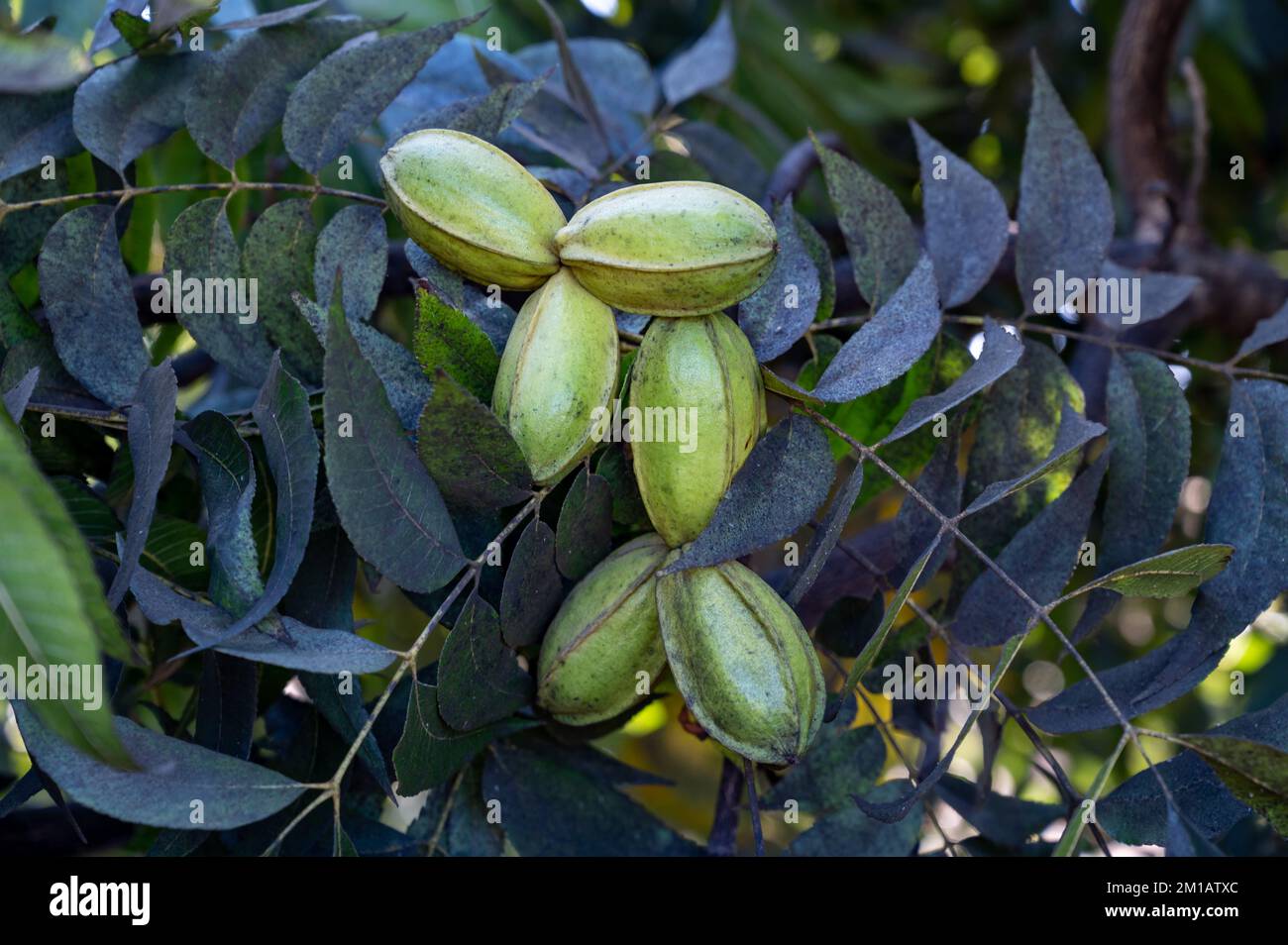 Plantation of pecan nut trees near Paphos with green unripe nuts ...