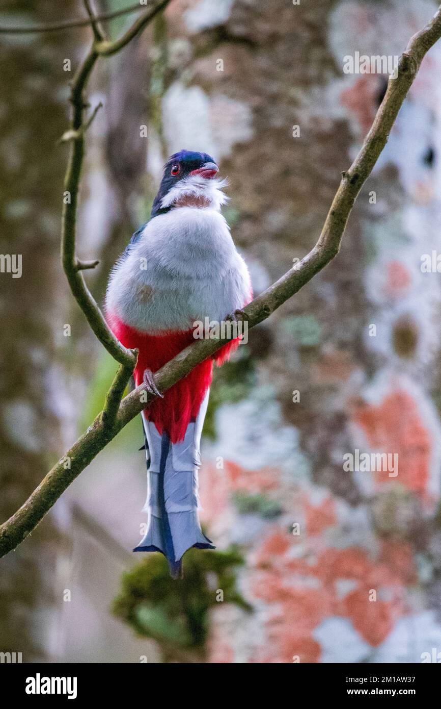 A Cuban trogon bird perching on twig tree with blur background ...