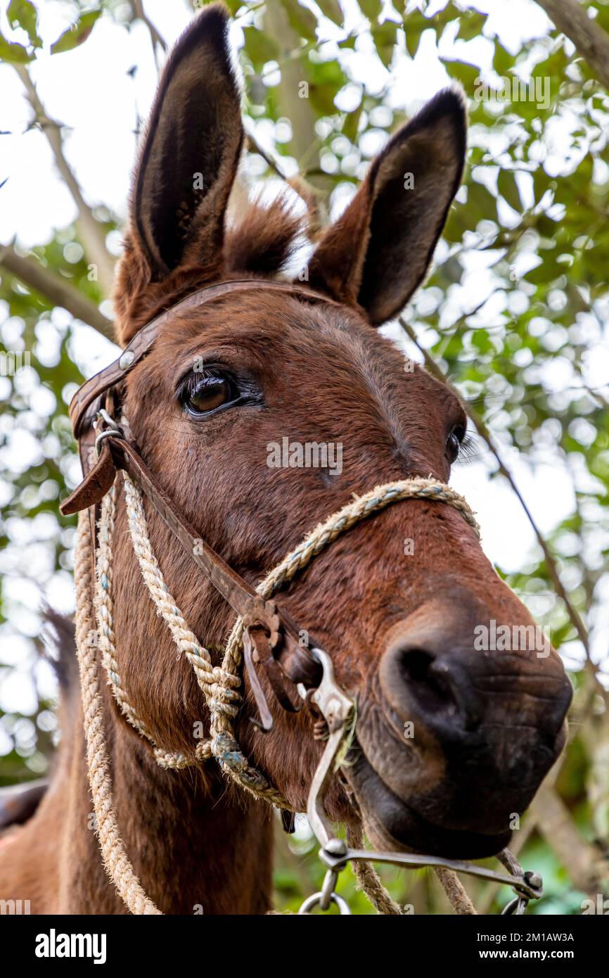 A portrait of a Mule donkey head looking under green tree eaves Stock ...