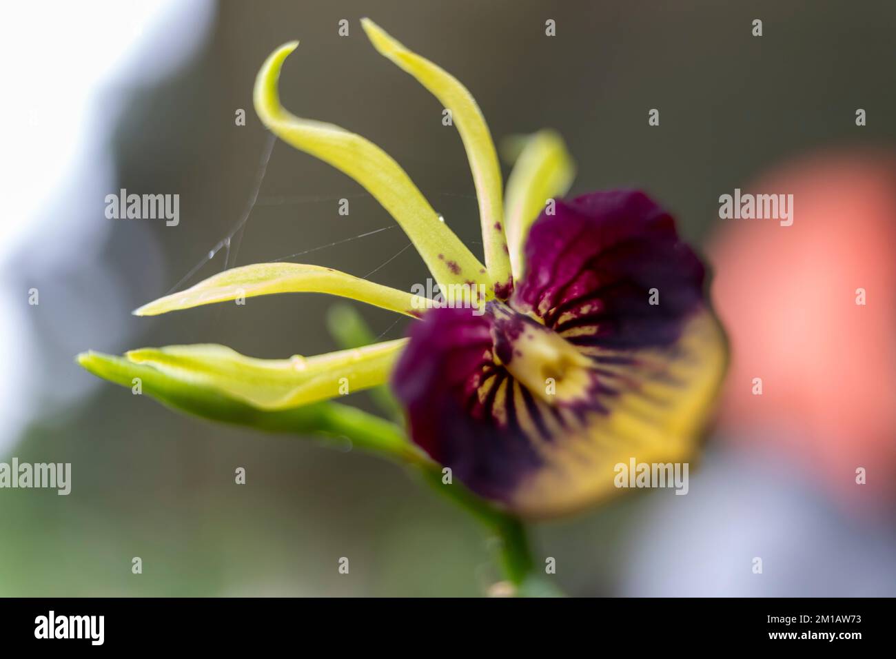 A shallow focus of Clamshell orchid petal flower in the garden Stock ...