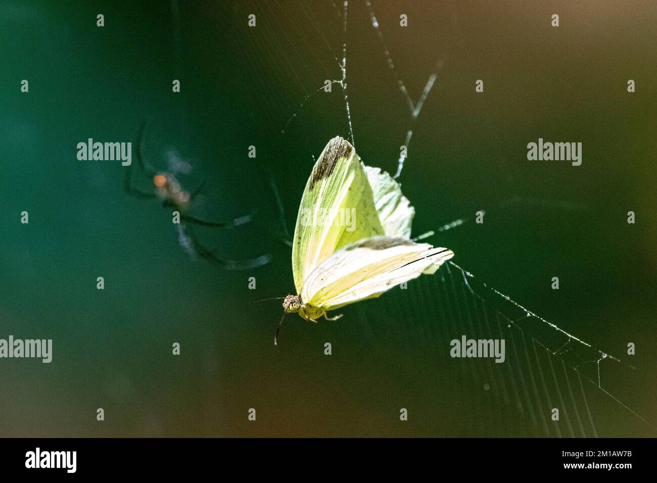 A Mexican yellow butterfly and Argyrodes spider with blur background ...