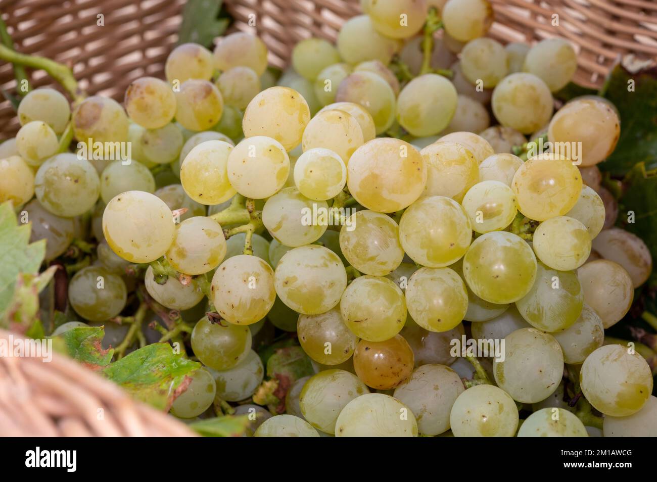 Ripe organic riesling wine grapes close up, harvest on vineyards in ...