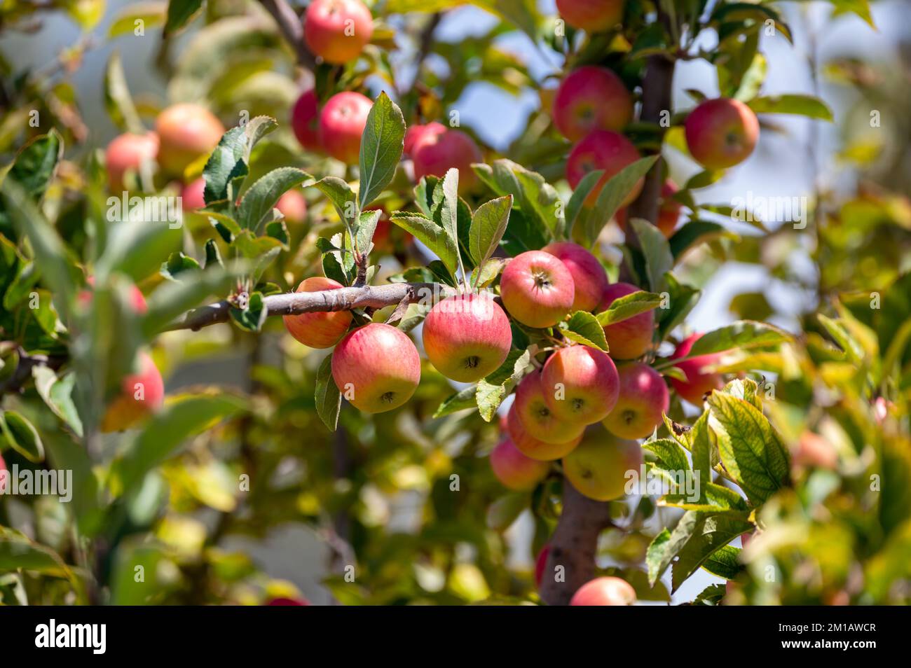 Fruit orchard on Cyprus with apple trees with small red fruits Stock ...