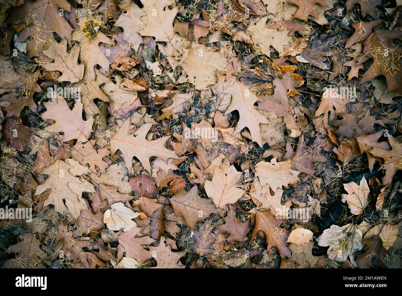 A top view of dry fallen colorful autumn leaves in the forest - fall ...