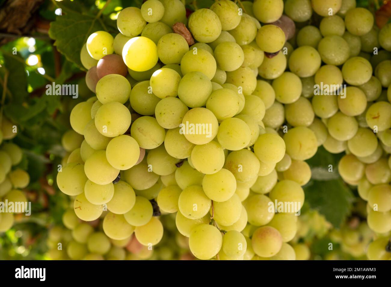 Bunches of pink ripening table grapes berries hanging down from pergola ...