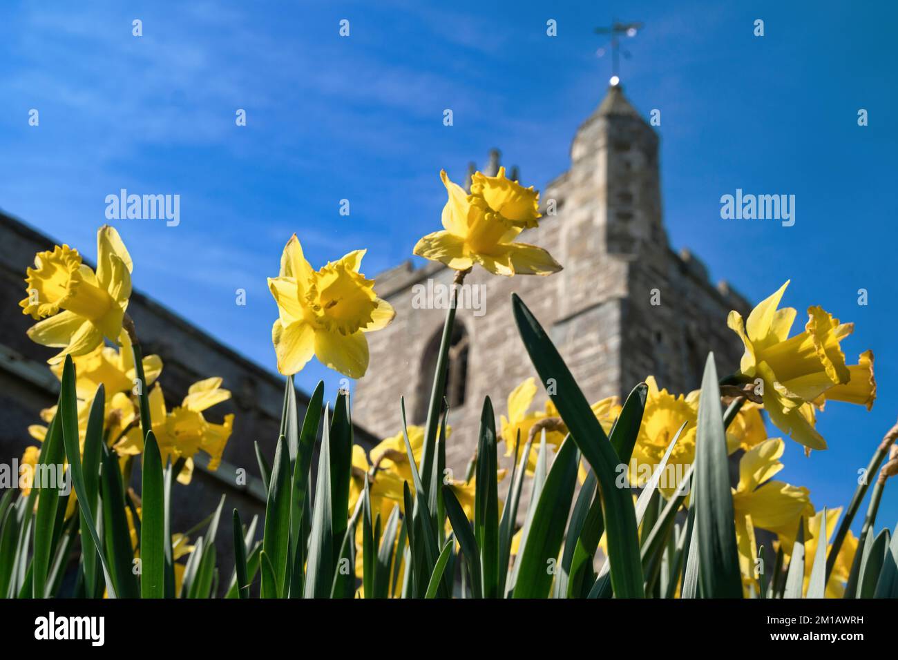 Close-up of daffodils in churchyard of St.Andrew's Church, East ...