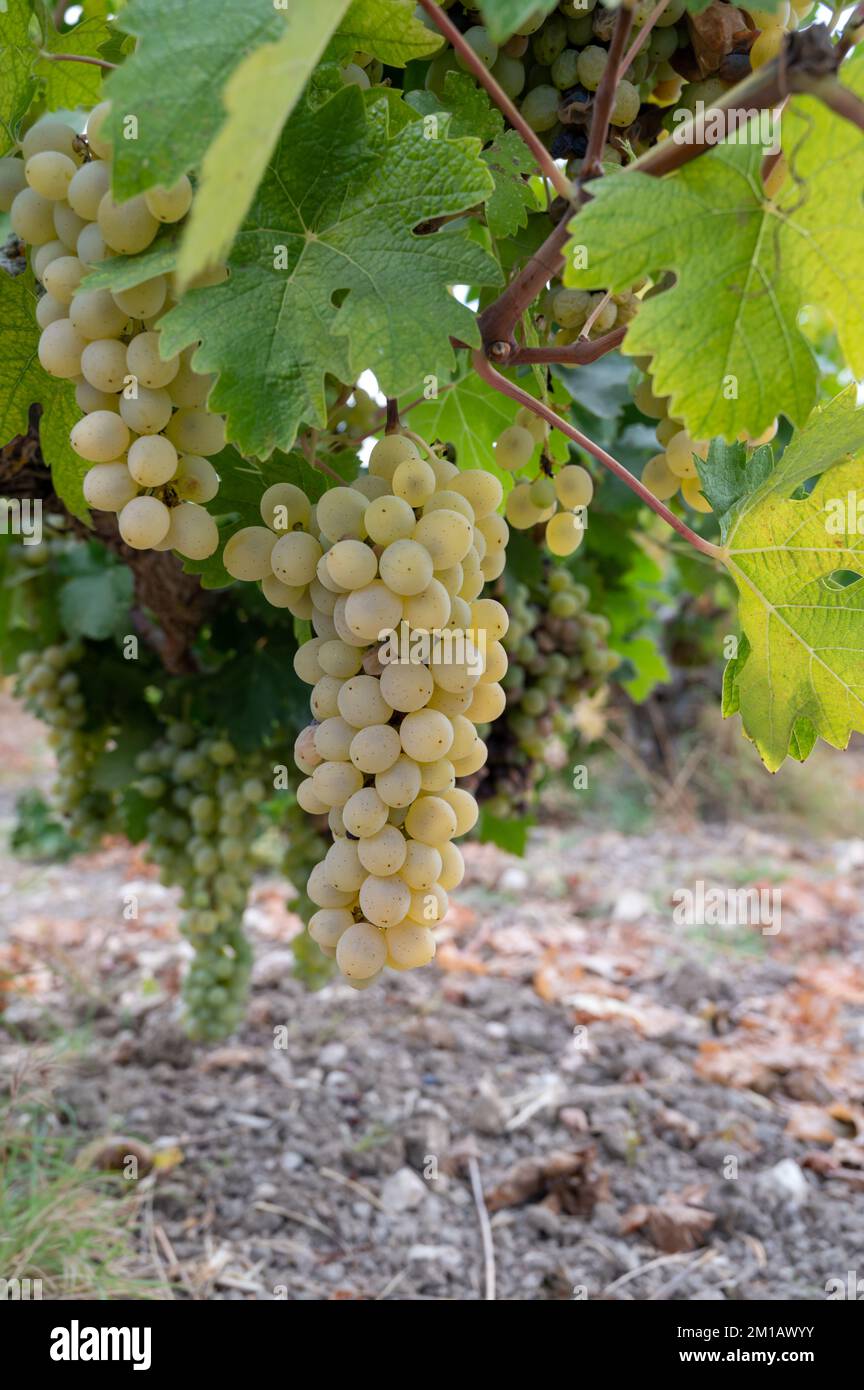 Mavro grapes hi-res stock photography and images - Alamy
