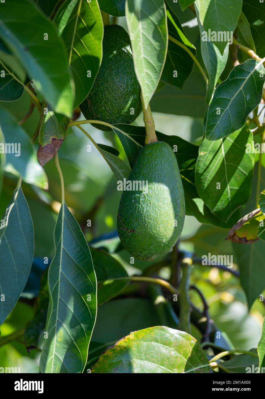 Ripe green hass avocadoes hanging on tree, ready to harvest, avocado ...