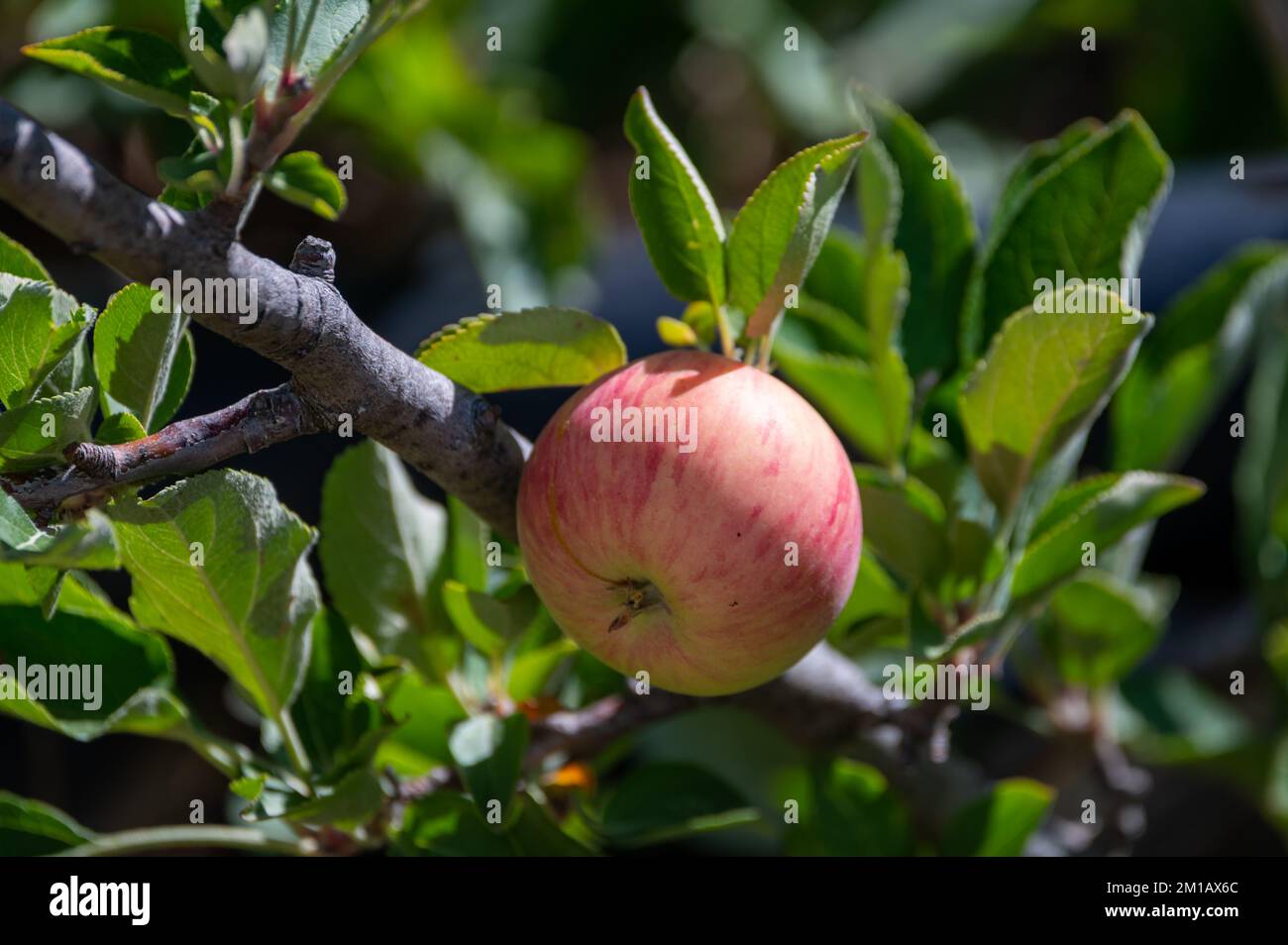 Fruit orchard on Cyprus with apple trees with small red fruits Stock ...