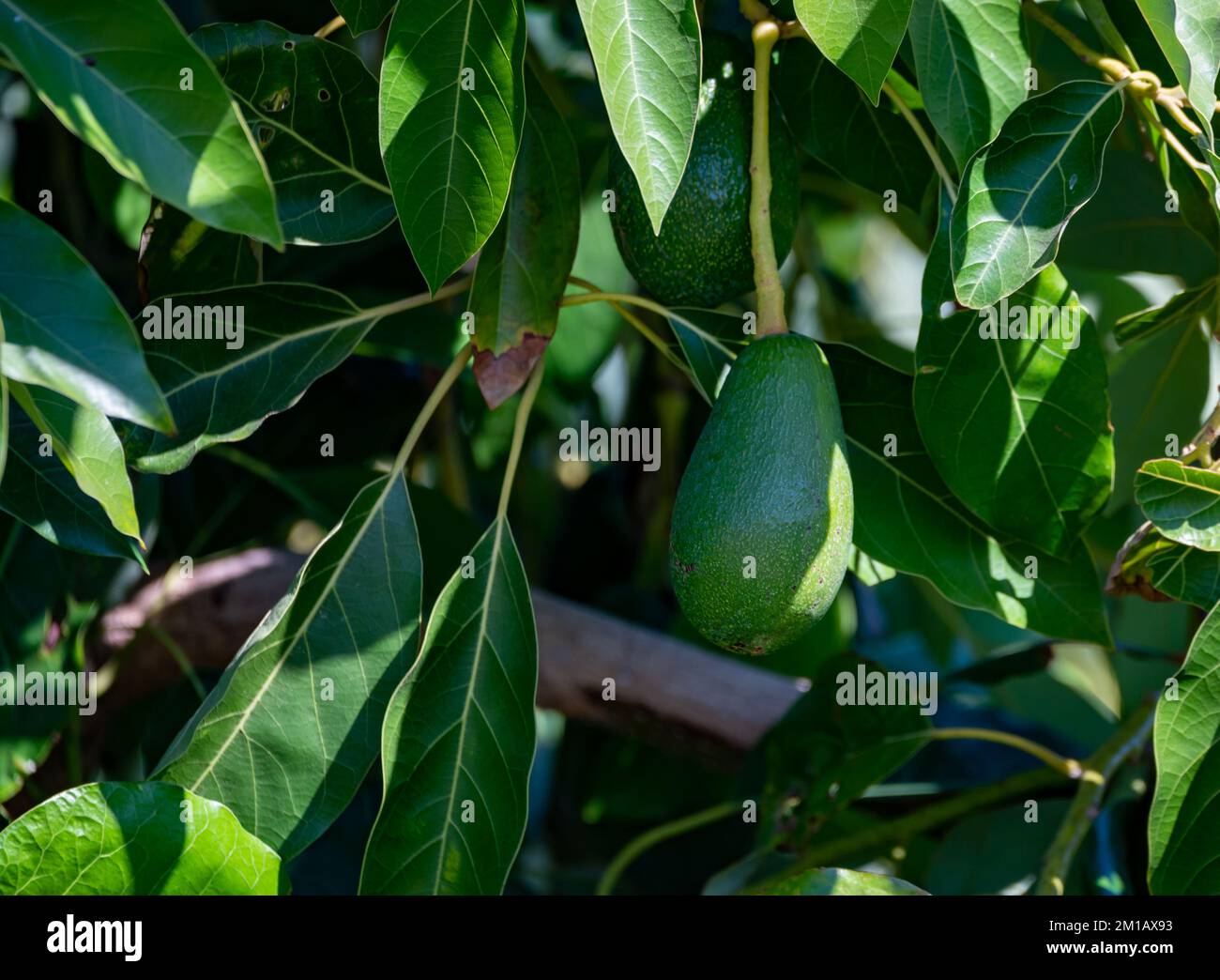 Ripe green hass avocadoes hanging on tree, ready to harvest, avocado ...