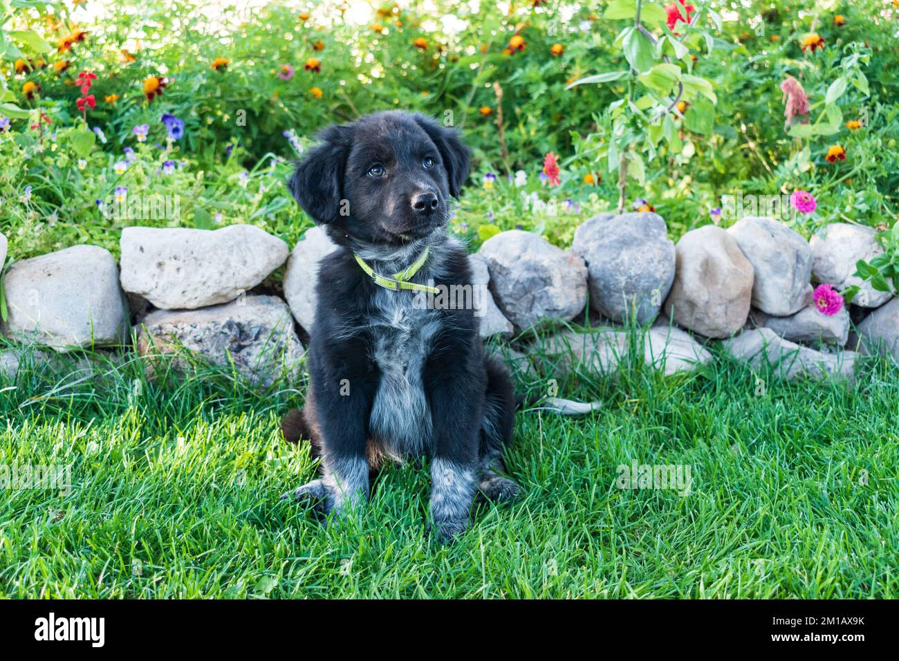 Beautiful Little Puppy Outdoors Stock Photo - Alamy