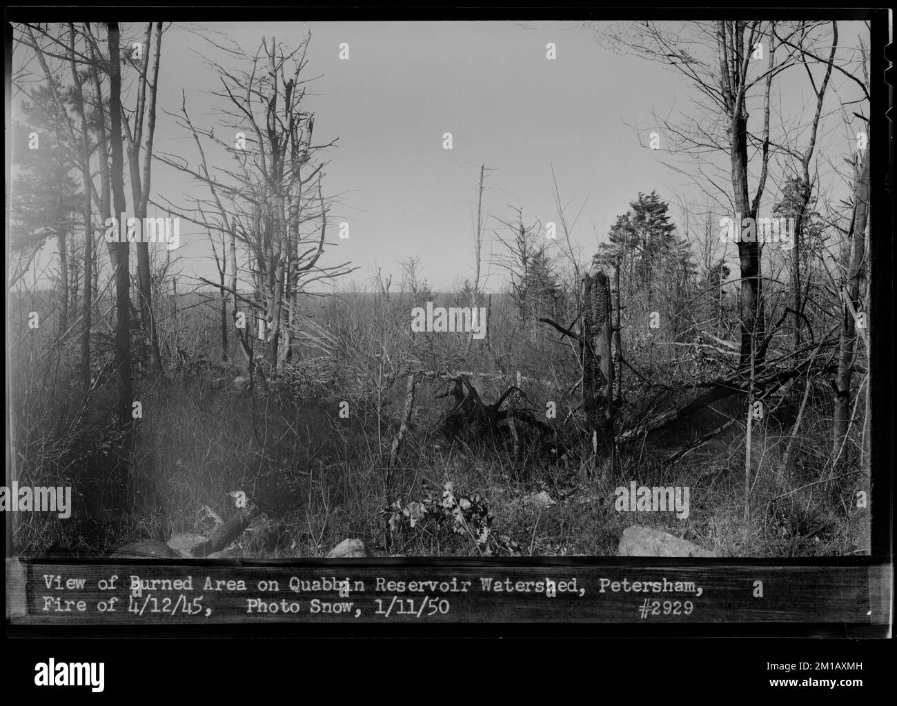 View of burned area on Quabbin Reservoir Watershed, fire of April 12 ...