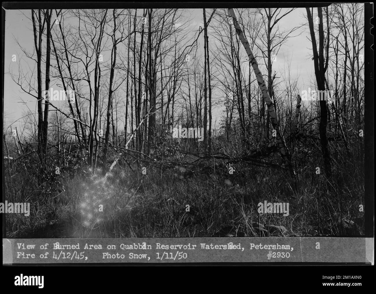 View of burned area on Quabbin Reservoir Watershed, fire of April 12 ...