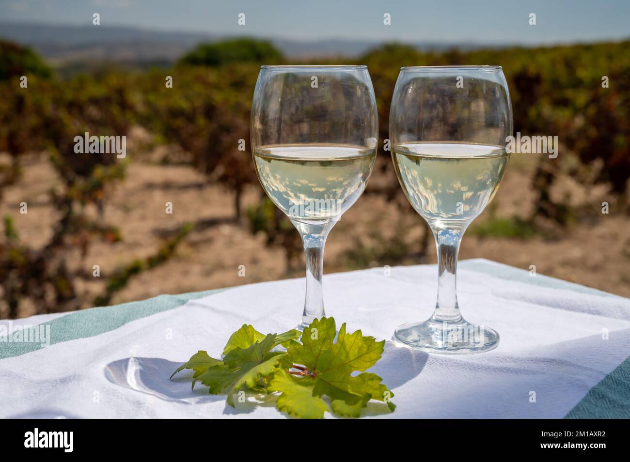 Tasting of white wines on vineyards of Cyprus. Wine production on ...