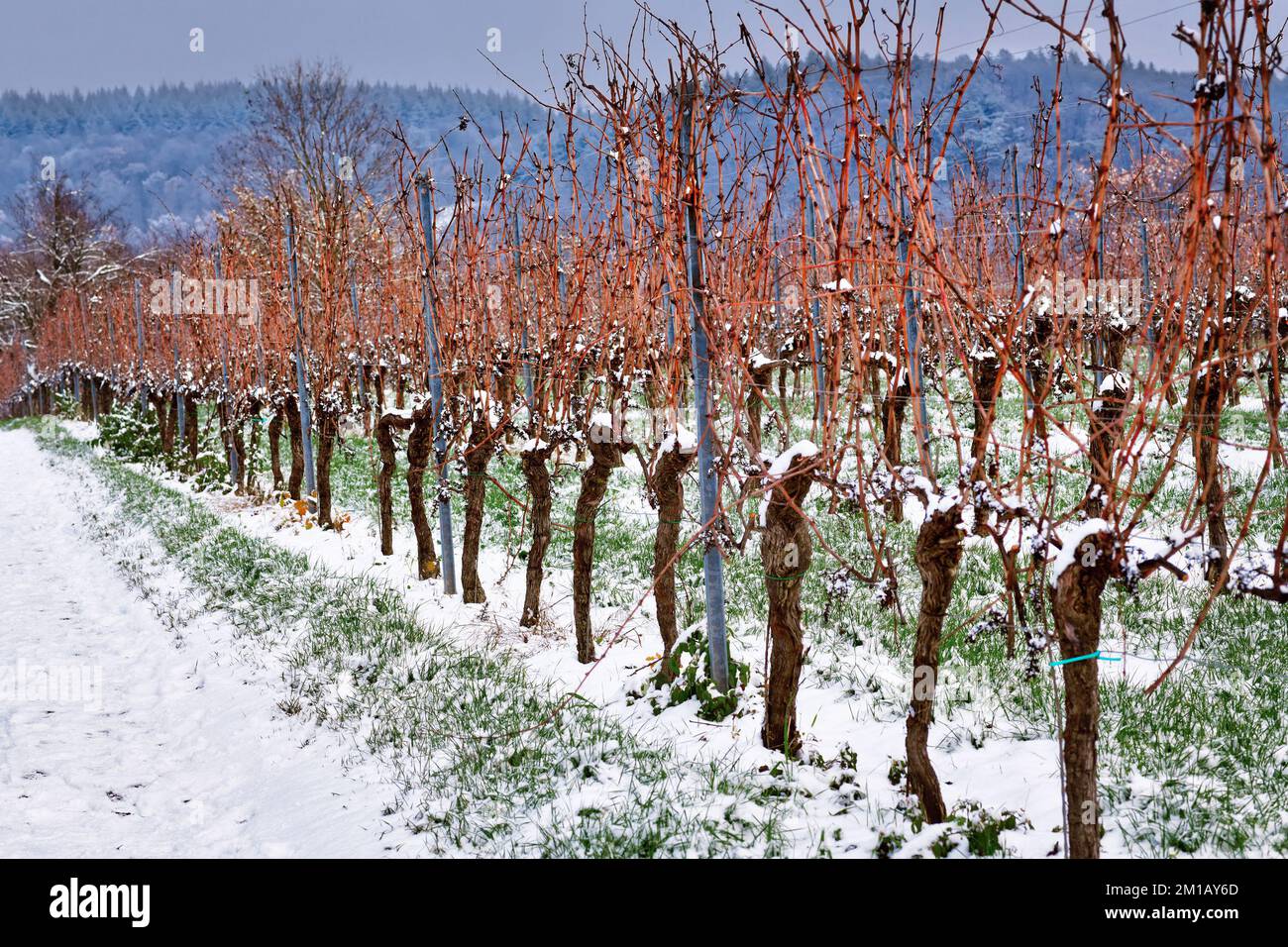 Rows of empty grapevines covered in snow in winter Stock Photo - Alamy