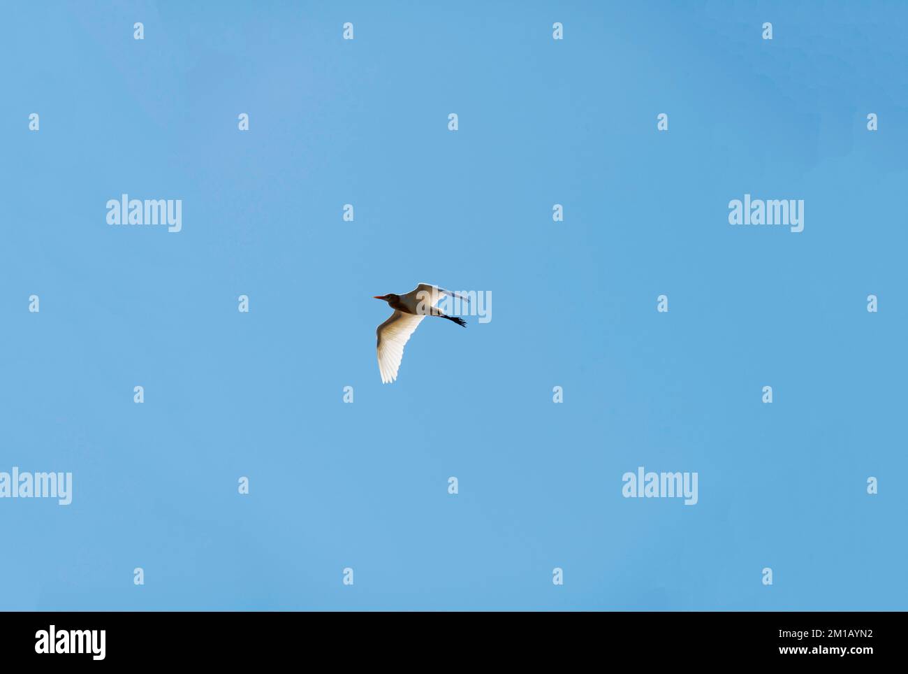A Cattle Egret (Bubulcus ibis) in flight in Sydney, NSW, Australia ...