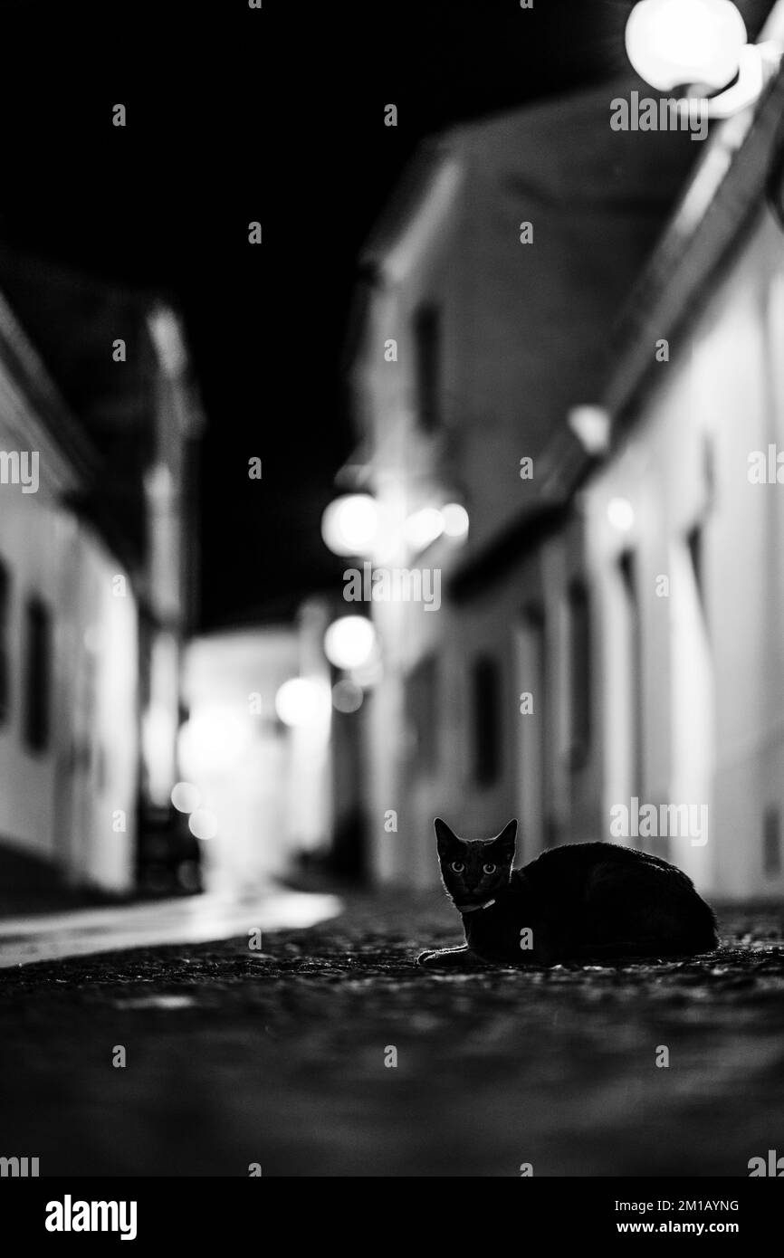 A grayscale shot of a cat sitting on a street during night Stock Photo ...