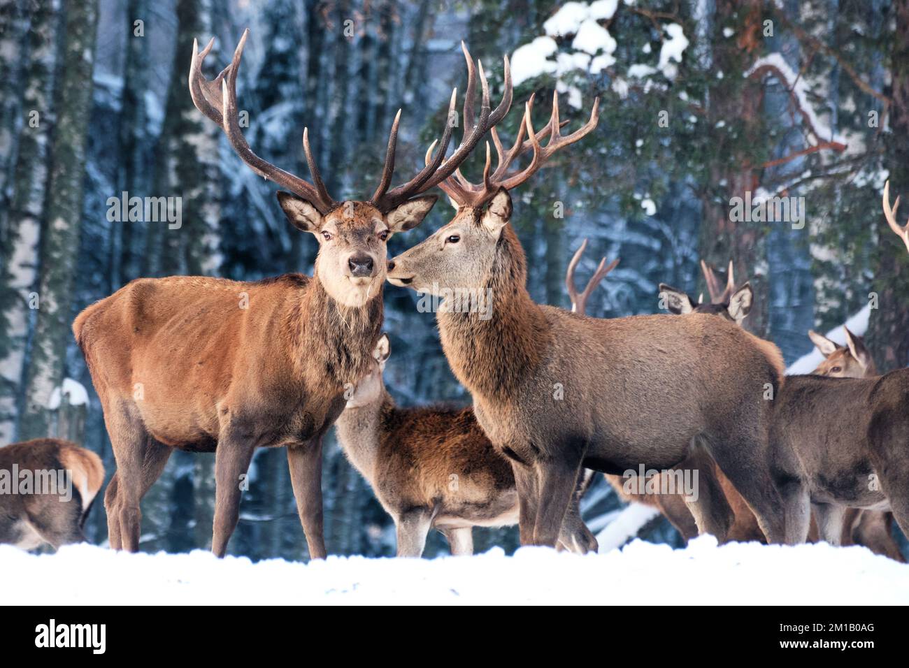 Deer in the wild. A group of deer in the winter forest in the daytime ...