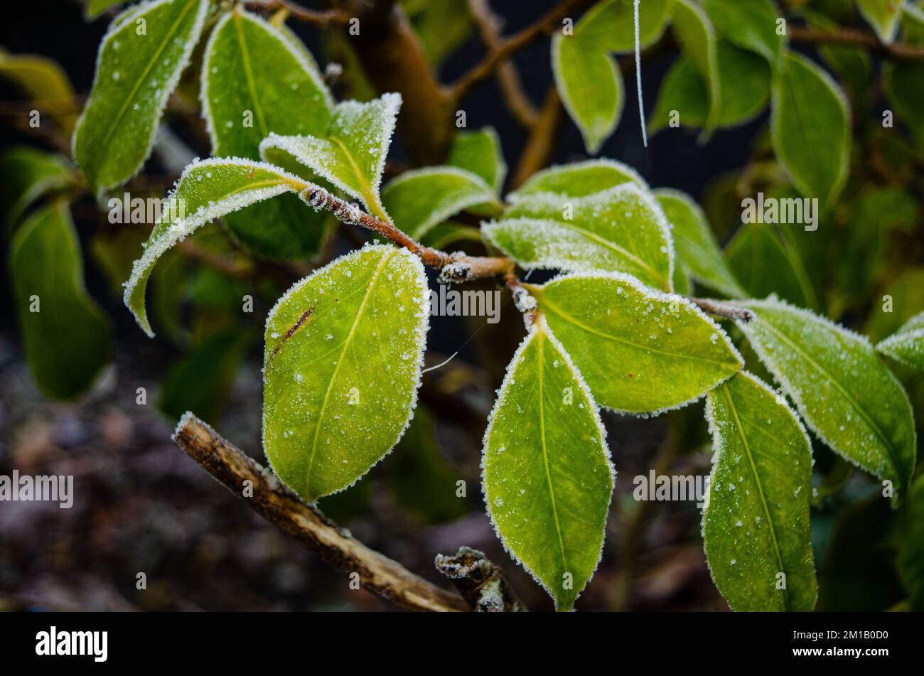 Green vegetation and other objects covered with frost , after frost in ...