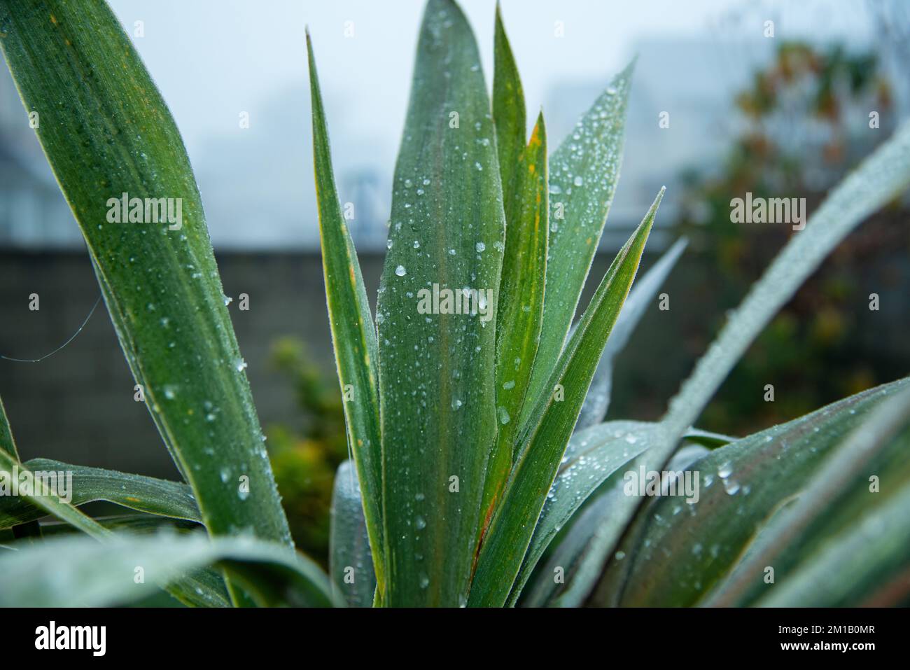 Green vegetation and other objects covered with frost , after frost in ...