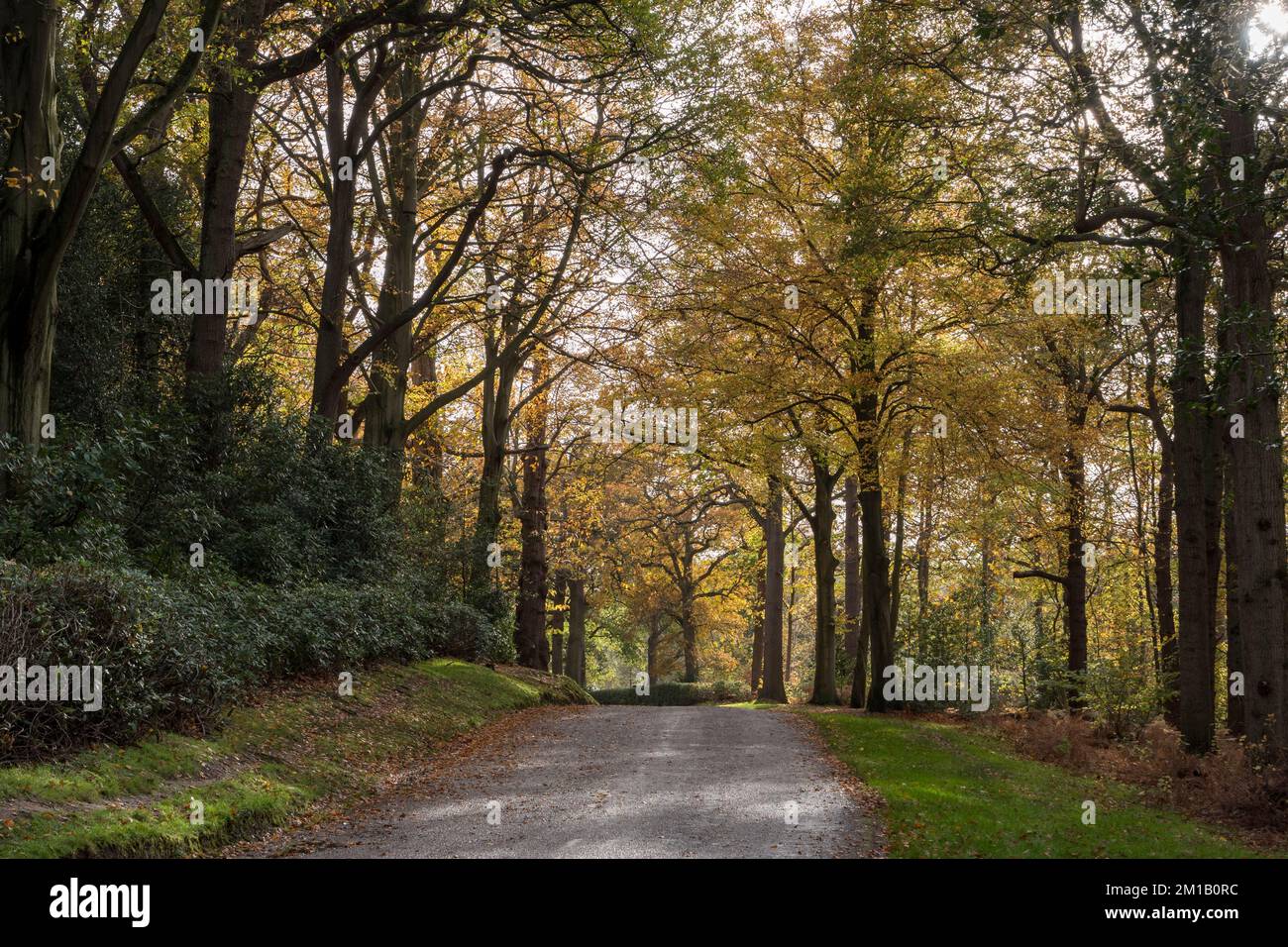 A road through autumn trees in Windsor Great Park, UK Stock Photo - Alamy