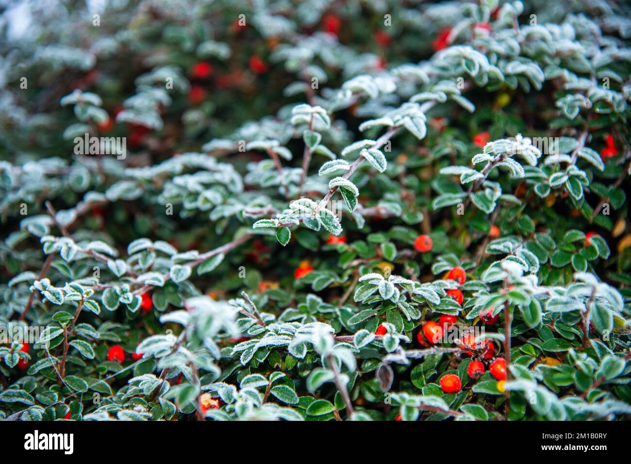 Green vegetation and other objects covered with frost , after frost in ...